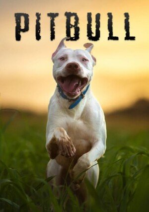 Film Pitbull (2018) - Gdzie obejrzeć | Netflix | Disney+ | HBO Max ...
