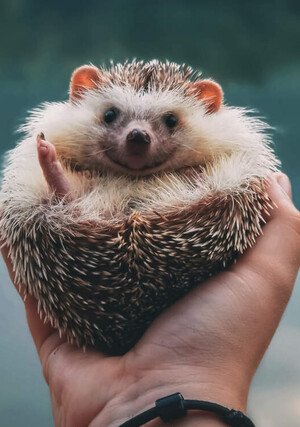 Film Mały jeż w wielkim mieście (2020) - Gdzie obejrzeć | Netflix ...